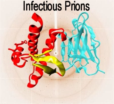 Medical Laboratory and Biomedical Science: The shape of infectious prions