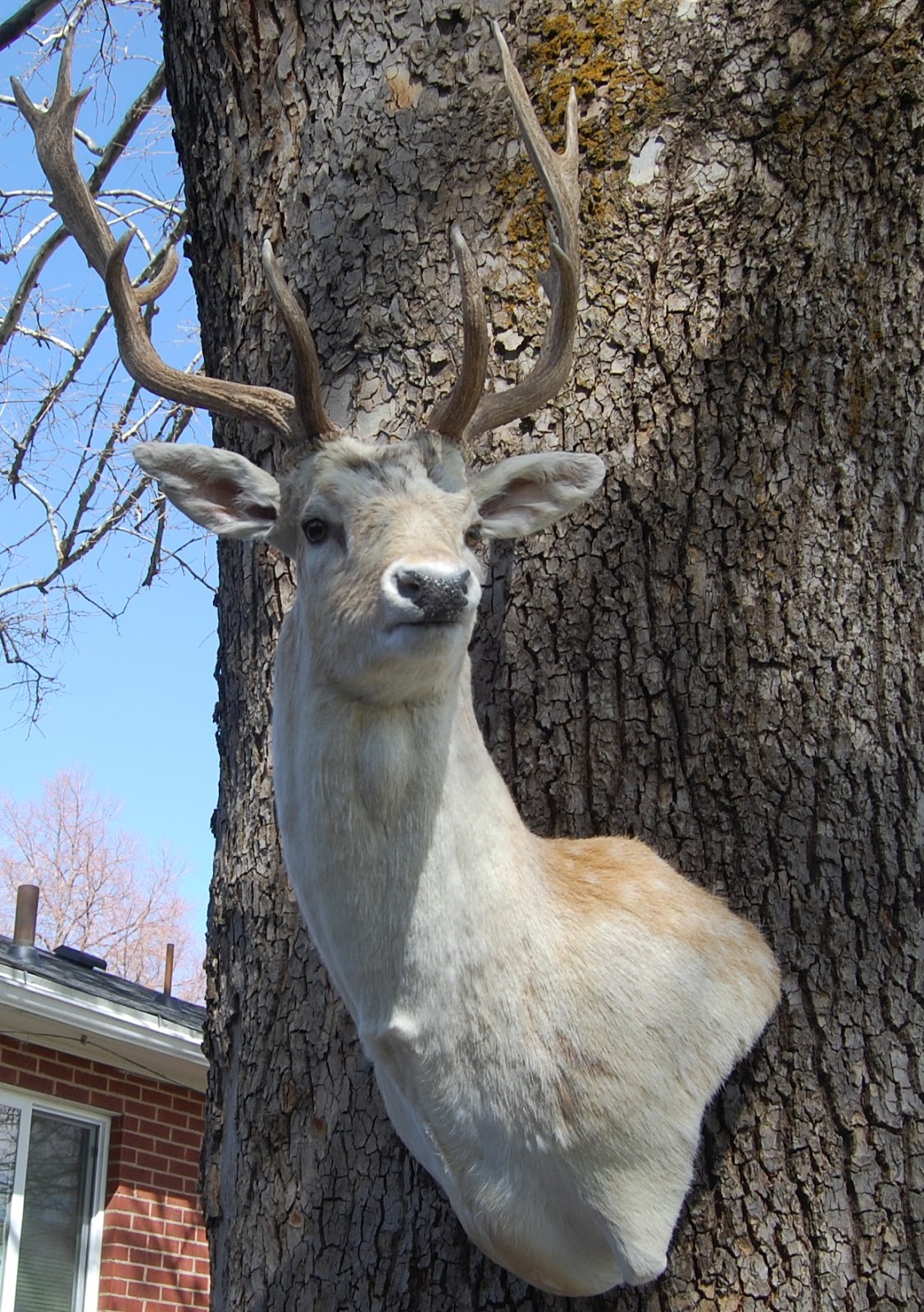 Cowboy Creek Taxidermy: Fallow Deer