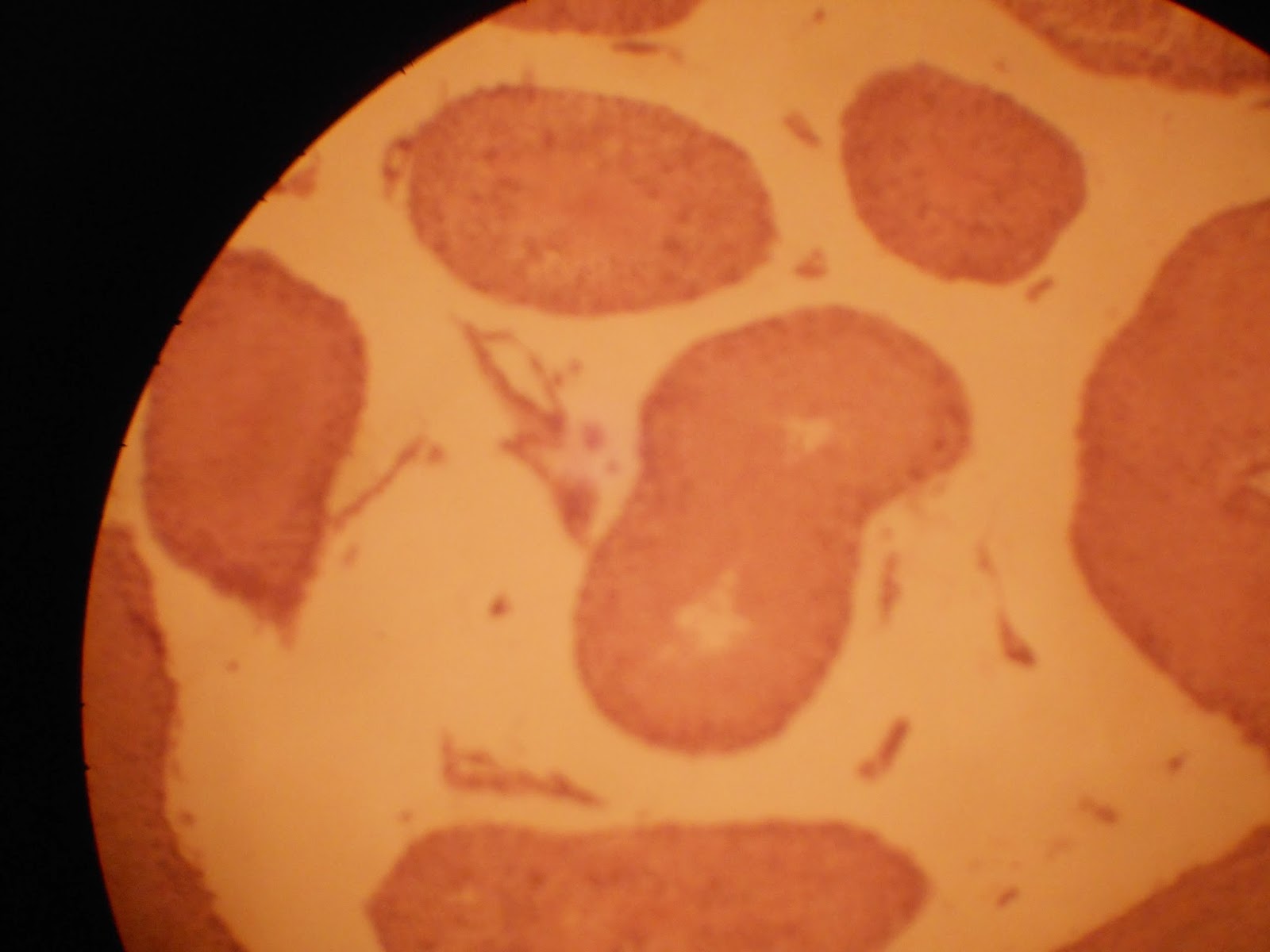 Khazanah Pengetahuan Biologi: Spermatogenesis