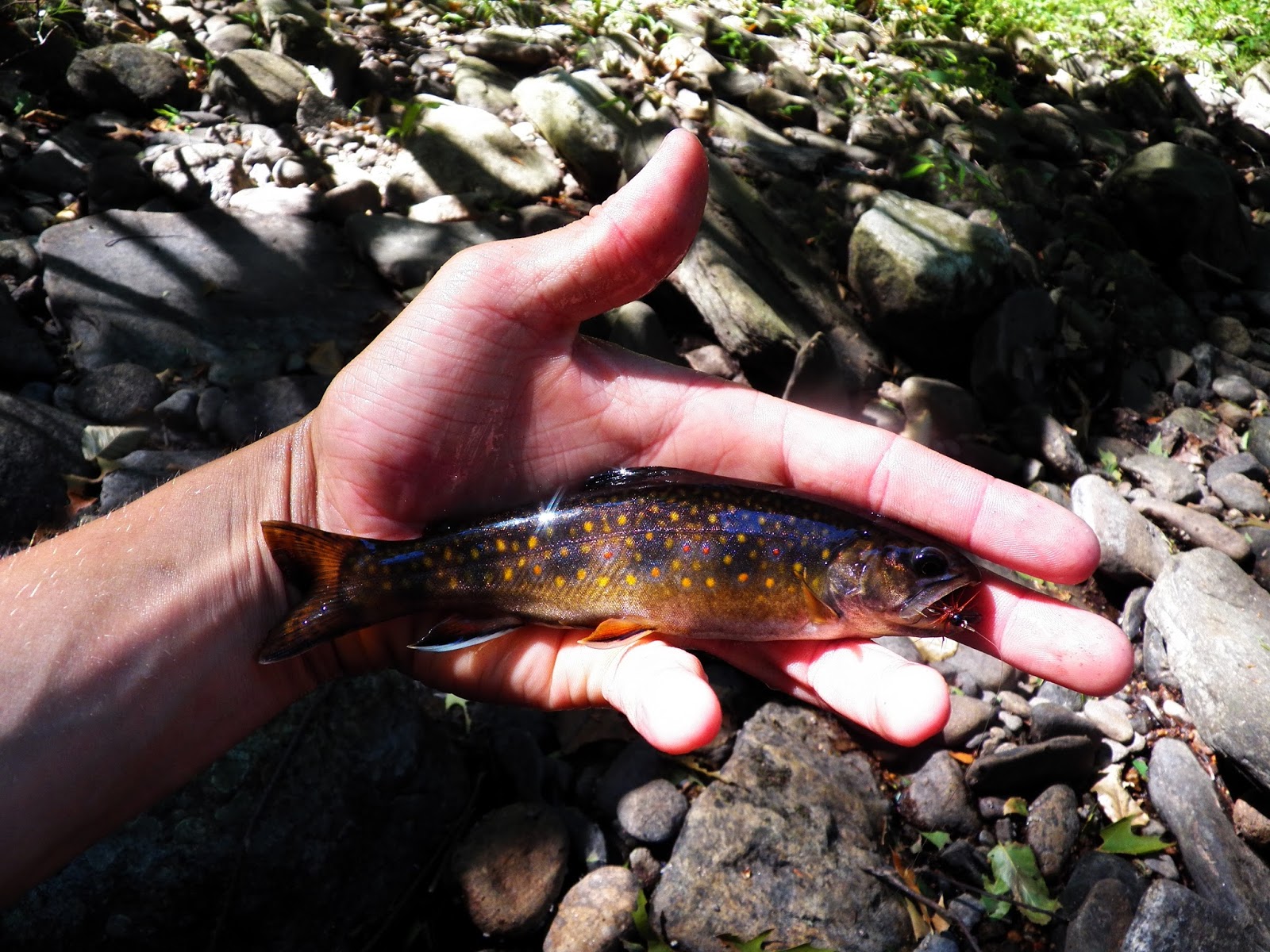 Connecticut Fly Angler: My Biggest Wild Brook Trout... So Far