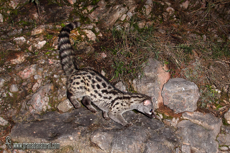 LA CLASE DE CLARA.: LA JINETA. ALGUNOS ANIMALES HACEN DAÑO A LAS ARDILLAS