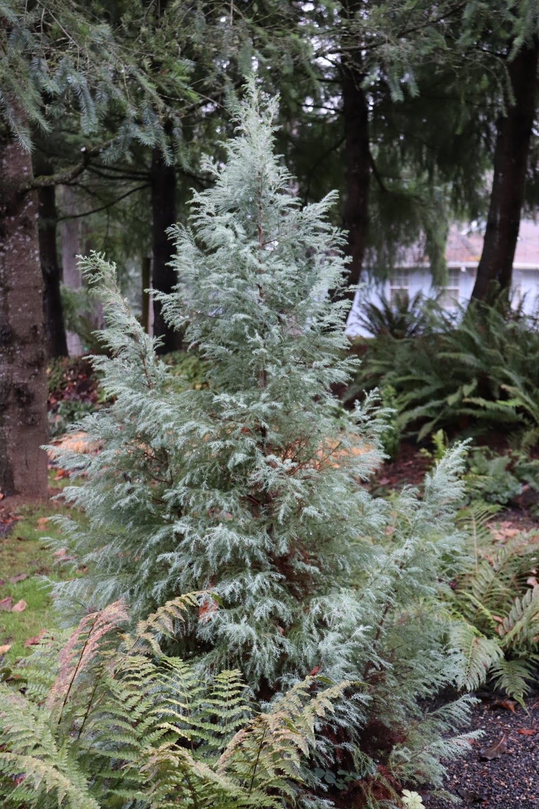 Coniferous Trees and Shrubs