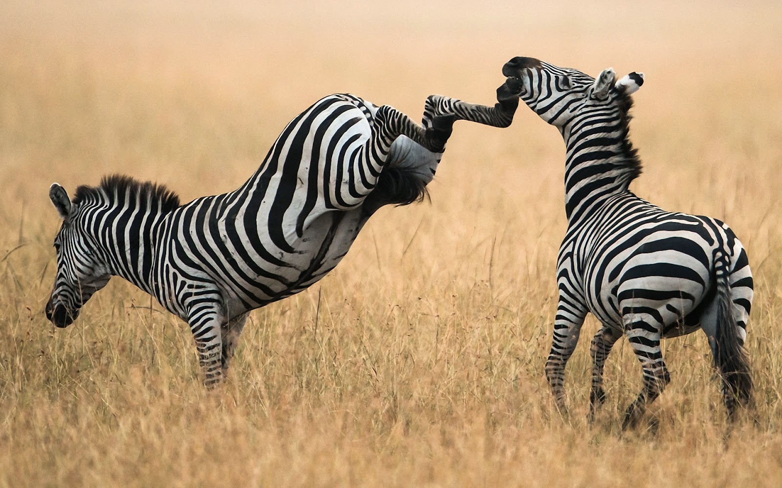 Top 42 Beautiful Zebra Wallpapers In Full HD | HDmasha