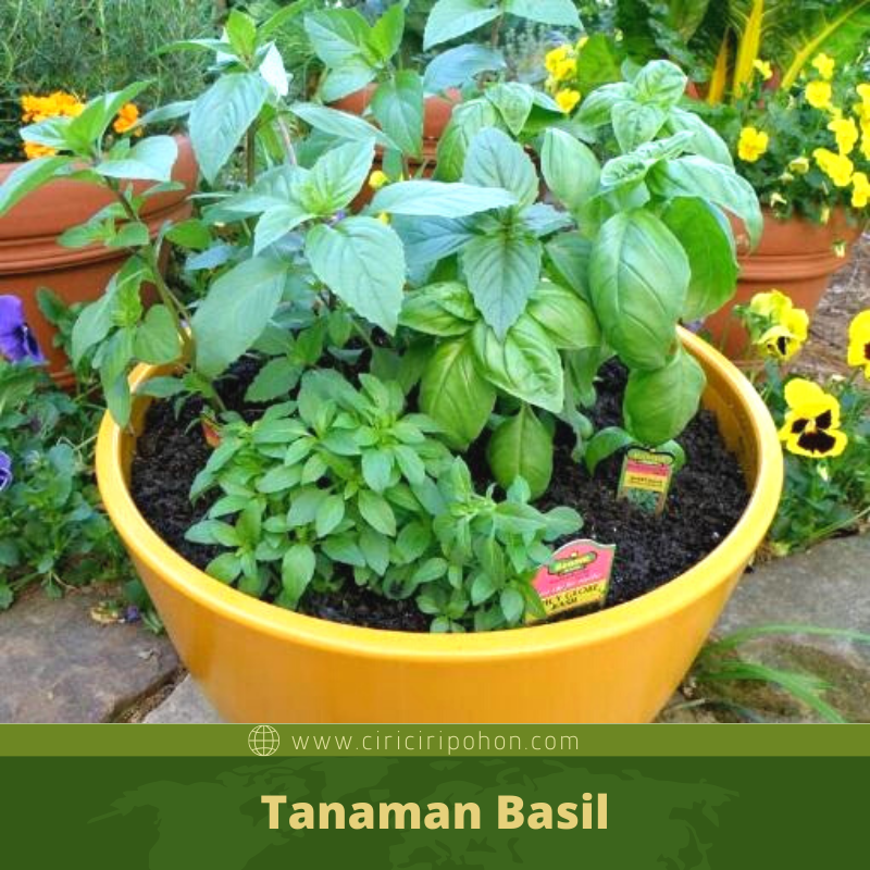 7 Khasiat Daun Pohon Basil Untuk Kesehatan Tubuh - Ciriciripohon.com