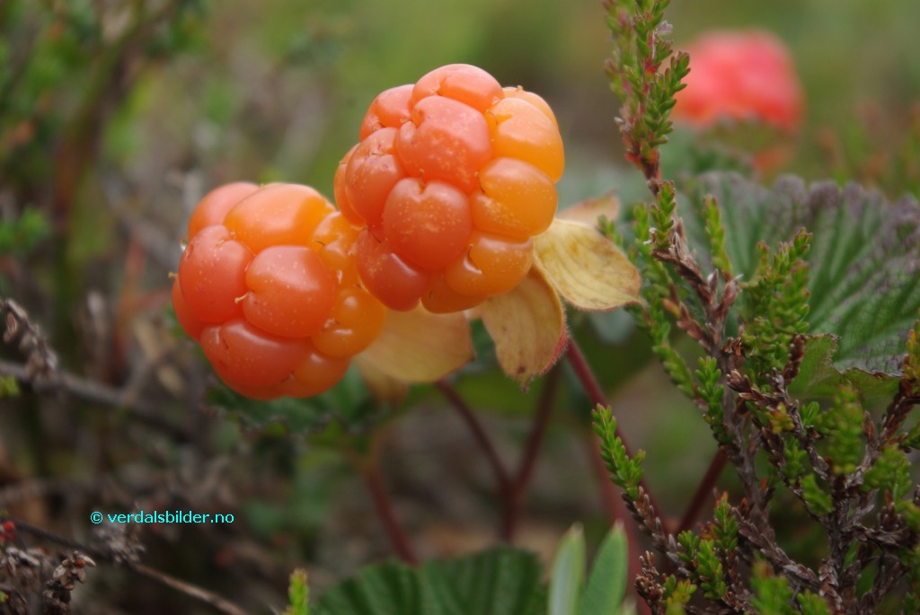 Anna blogger fra Norge: Pierwszy Dzień Wiosny w Norwegii? To jeszcze ...
