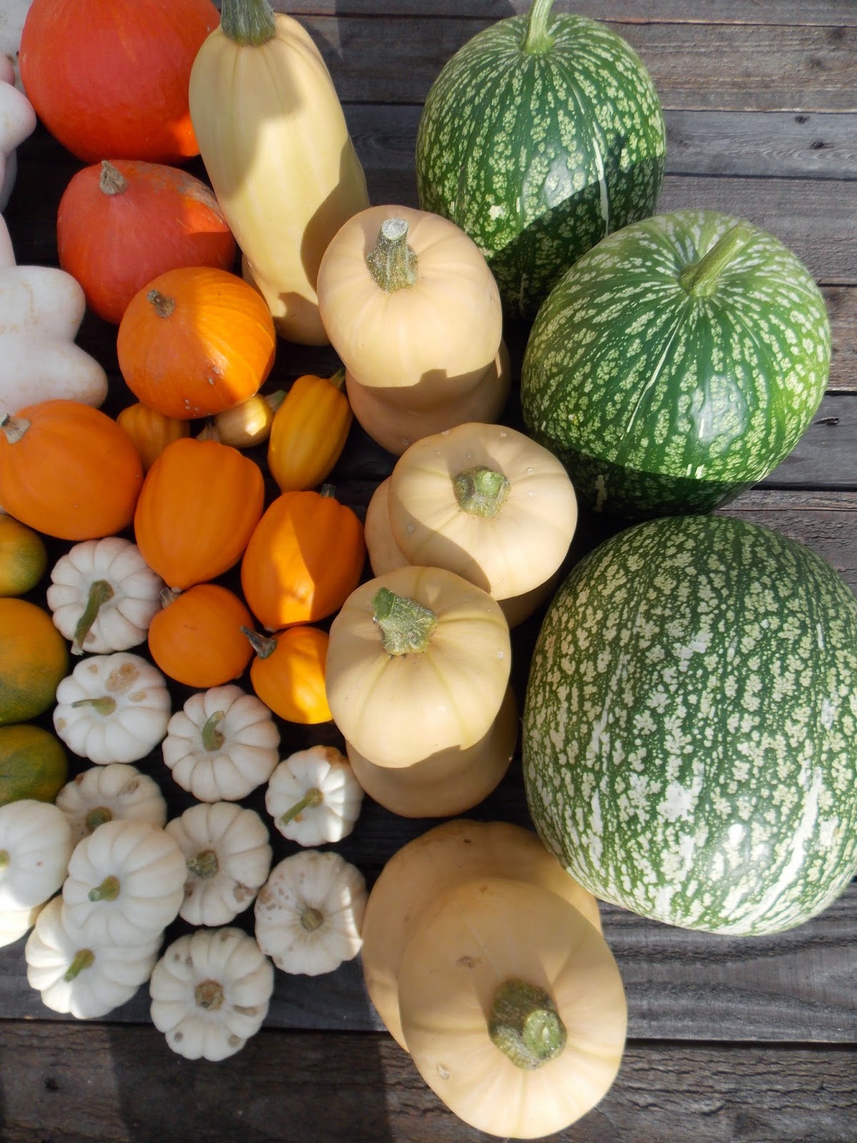 La récolte 2014 des courges a été bonne