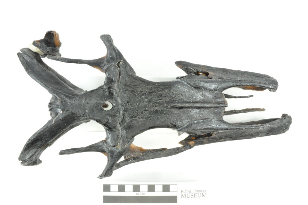 Japan: Unique Mosasaur fossil discovered in Japan | The Great London