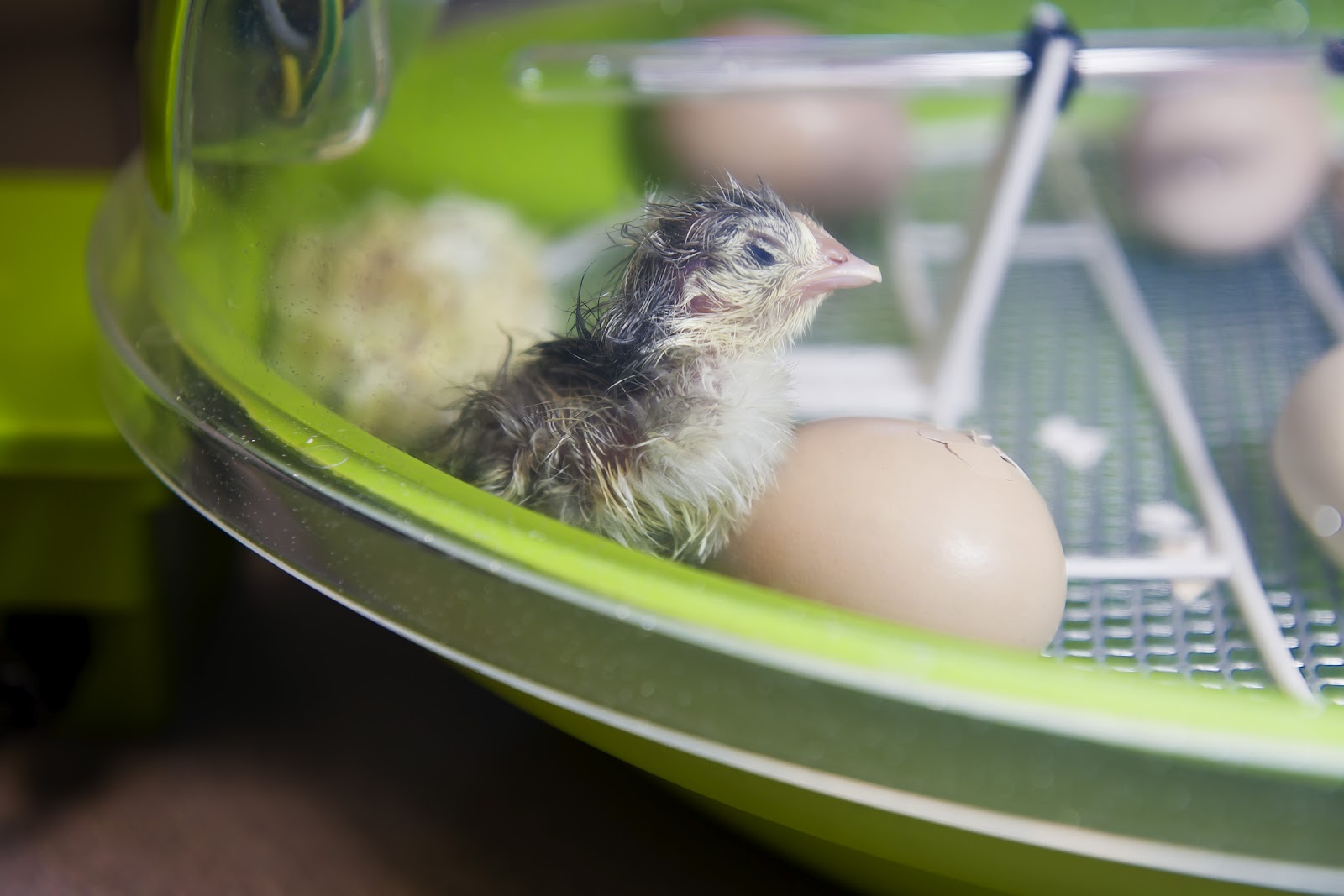 Premier Farm Diary: Freshly Hatched Chicks!