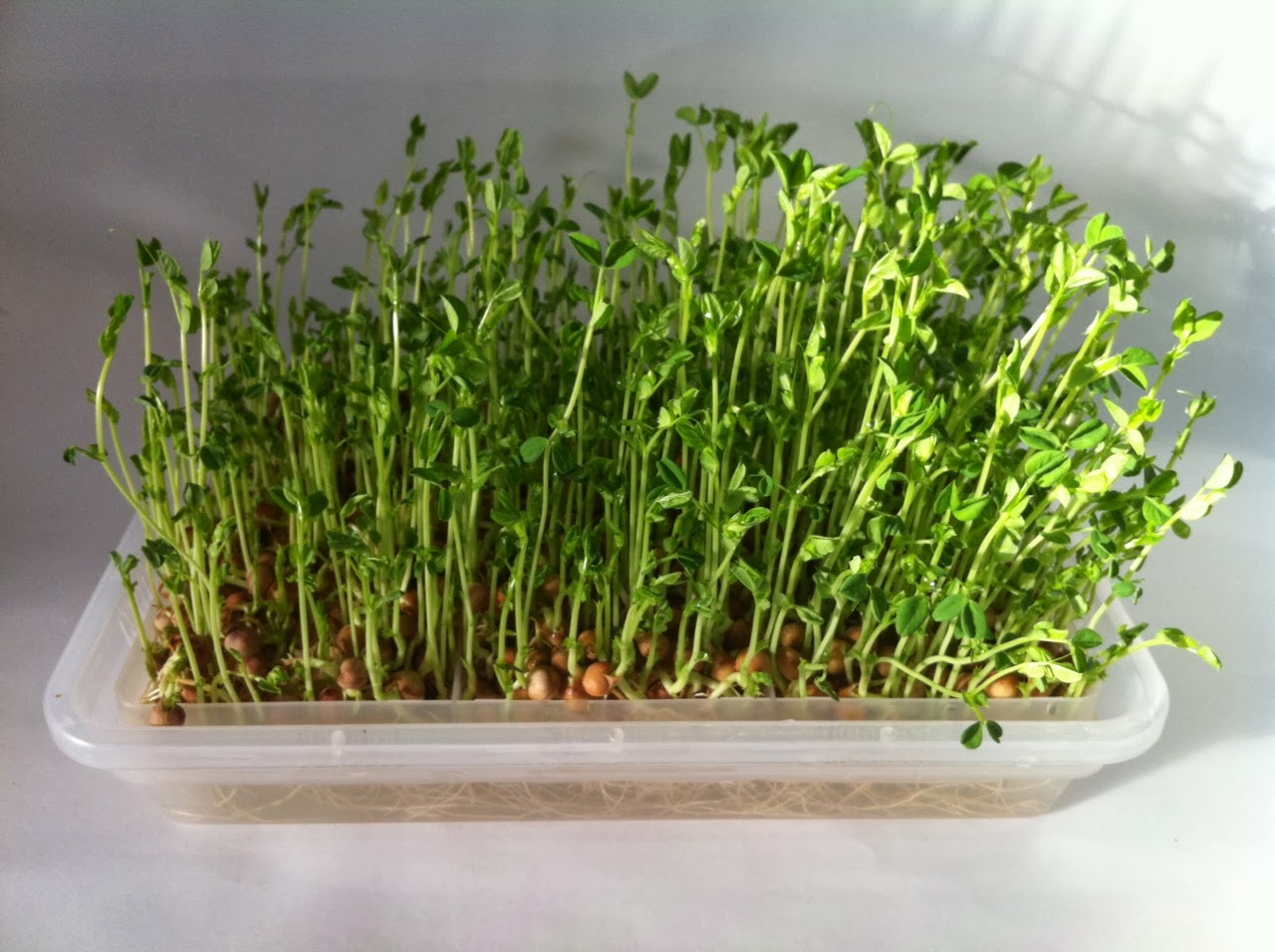 Growing vegetables with Ms Green Fingers: Pea shoots