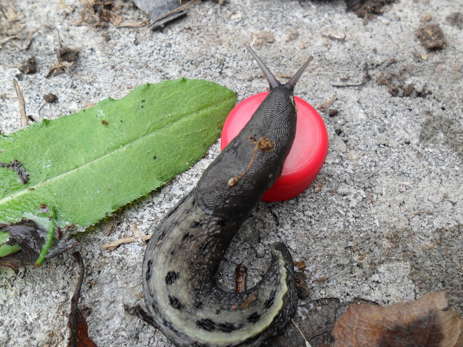 Erikasmäen Torppari: Espanjansiruetana (Arion vulgaris)