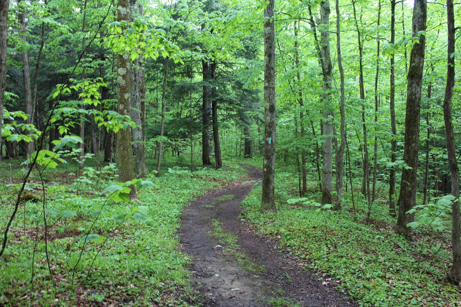 Walking Man 24 7: Cole Hill State Forest(Albany County Helderbergs)