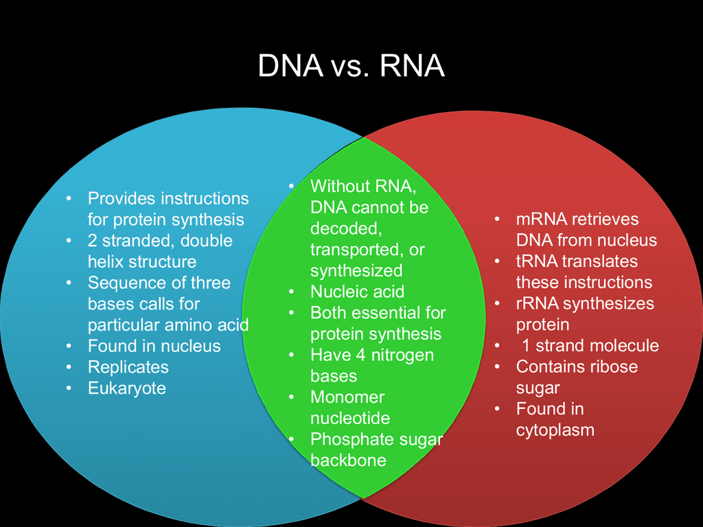 Venn Diagram Dna Rna - Federal Resume