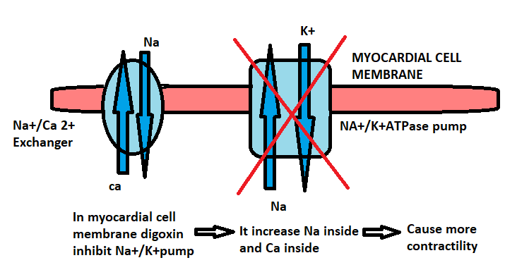 DIGOXIN ECG CHANGES DIGITALIS TOXICITY-DIGITALIS EFFECT