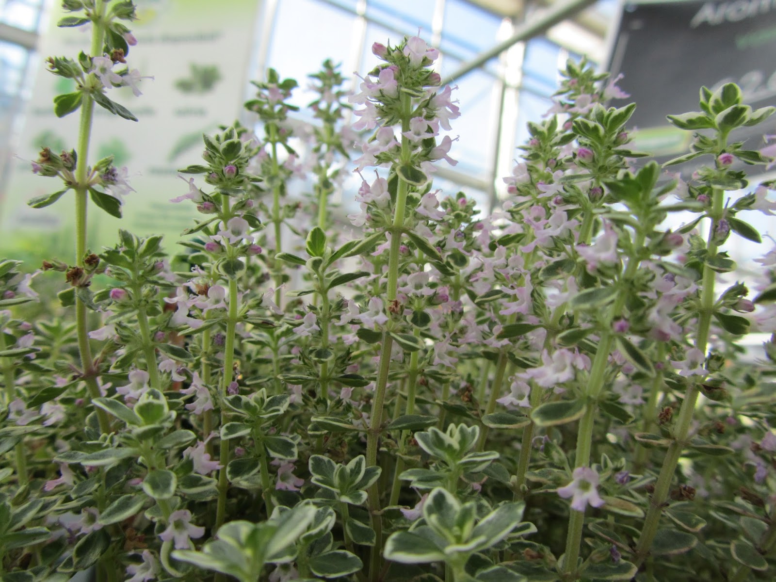 Come si Coltiva il Timo (Thymus sp.)? | Il Gusto Della Natura