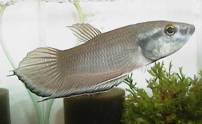 Betta breviobesus ~ Nice Betta