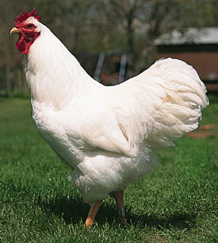 GALLINAS Y GALLINEROS: Pollos de engorde o broilers.
