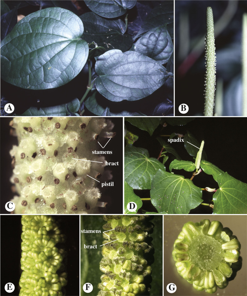 Flora de Puerto Rico Ilustrada Papo Vives: PIPERALES-EARLY ANGIOSPERM ...