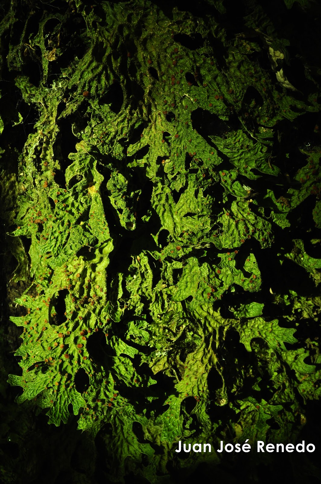 CANTABRIA, FOTOGRAFIA VIVA: Formas Naturales