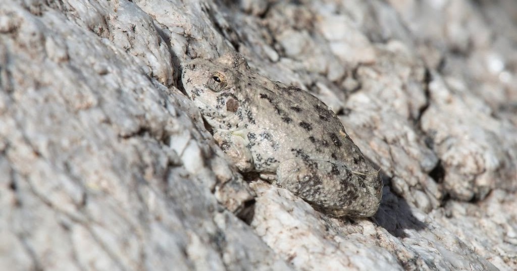 Your Daily Dose of Sabino Canyon: First Frog