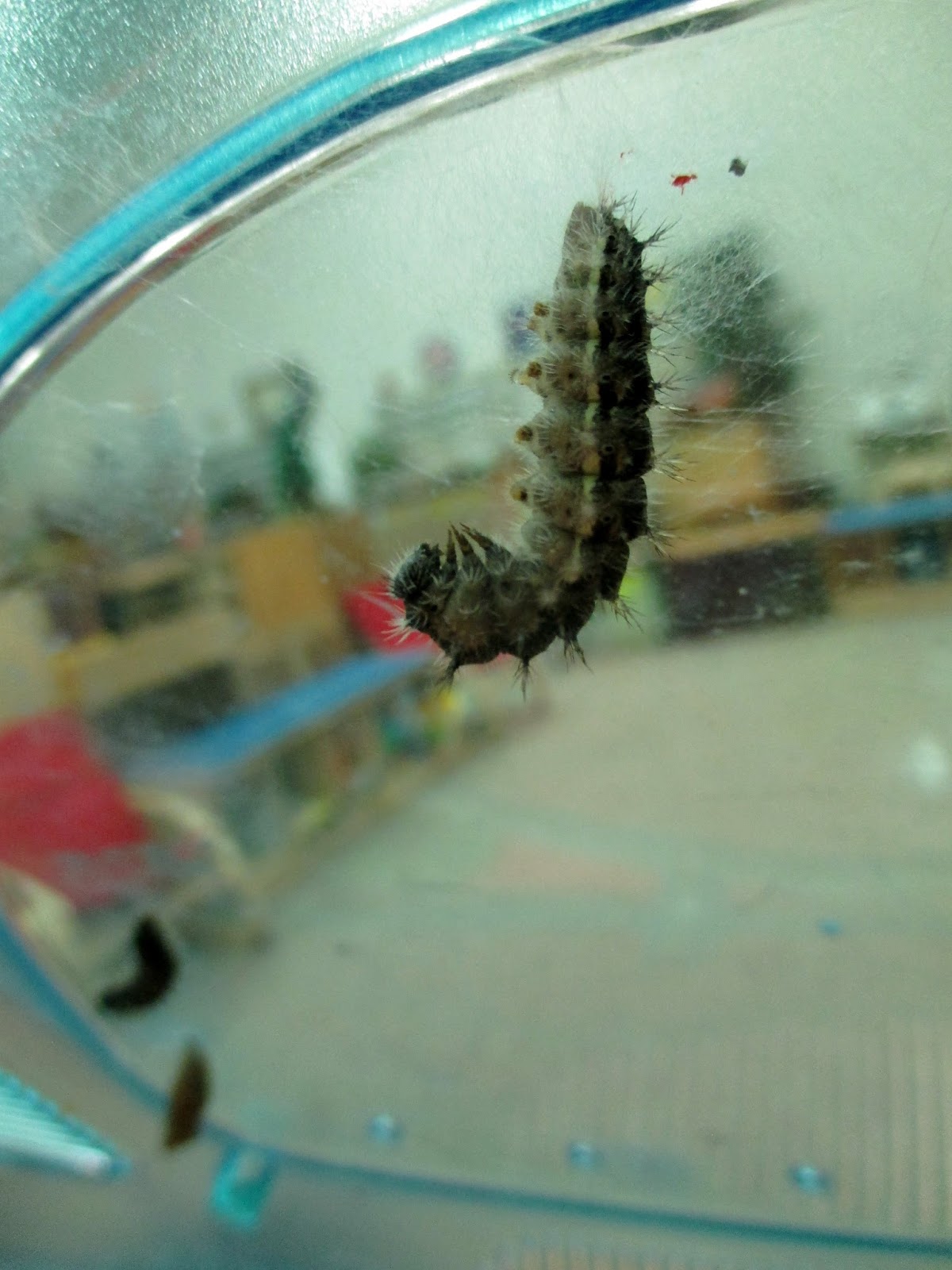 StrongStart: Chrysalis