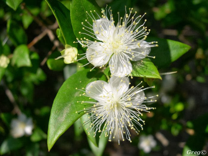 Flora Silvestre de Murcia: Myrtus communis