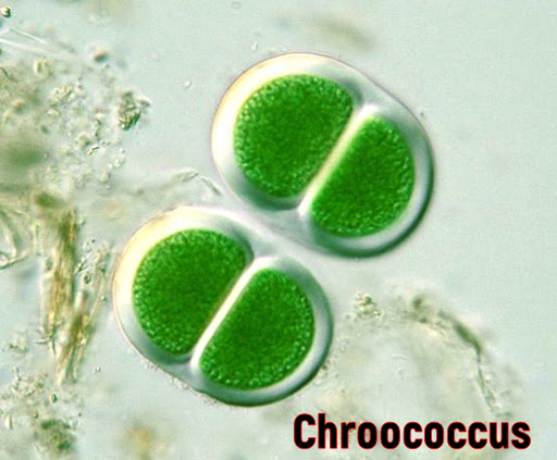 Uniselluler/koloni dan dengan spora Berbentuk benang Dapat membentuk ...