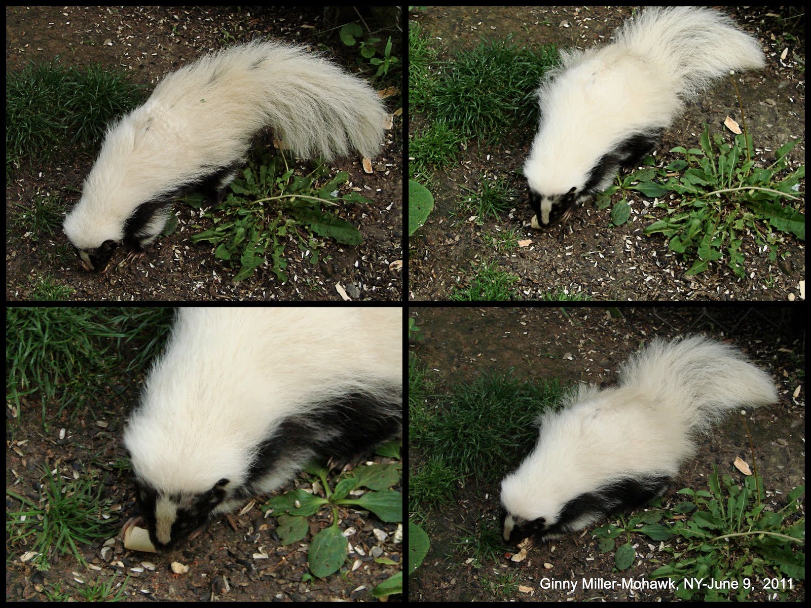 Photography By Ginny: June 9, 2011-Skunk-Squirrel-Hawthorne Bush-Cardinal