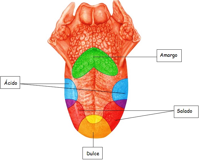 APRENDE y DISFRUTA con las CIENCIAS NATURALES: Los Sentidos IV: EL GUSTO