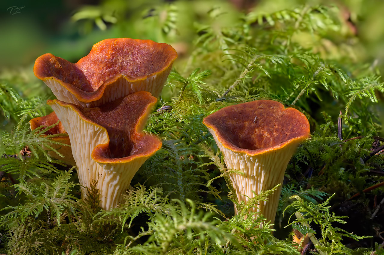 HONGOS DE AMERICA Y OTROS CONTINENTES: EL GENERO GOMPHUS