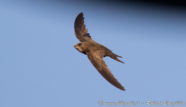 libereali: Il rondone.. ma pallido