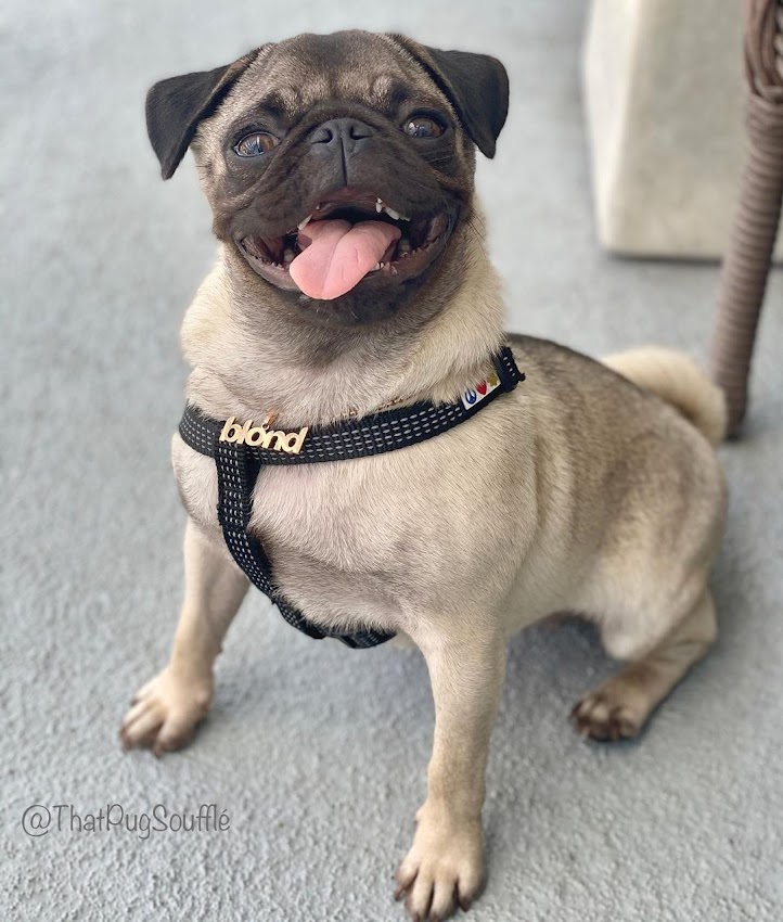 21 Funny Pug Photos That Made The Internet Go "Whoa" This Week