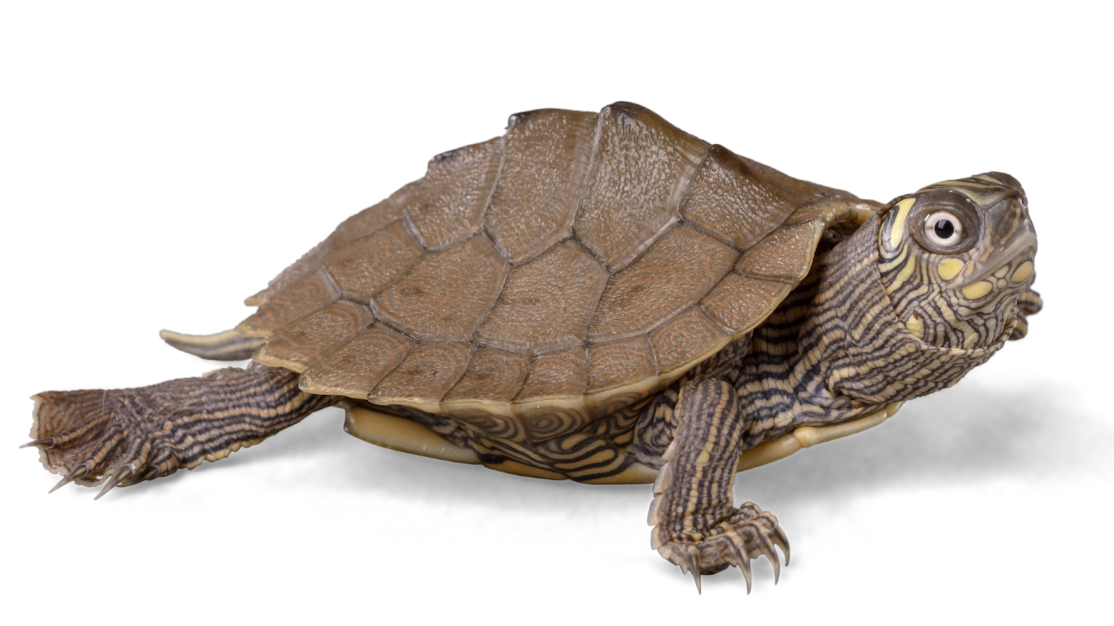 FOSSIL HUNTRESS: NAOMICHELYS SPECIOSA OF THE HASLAM