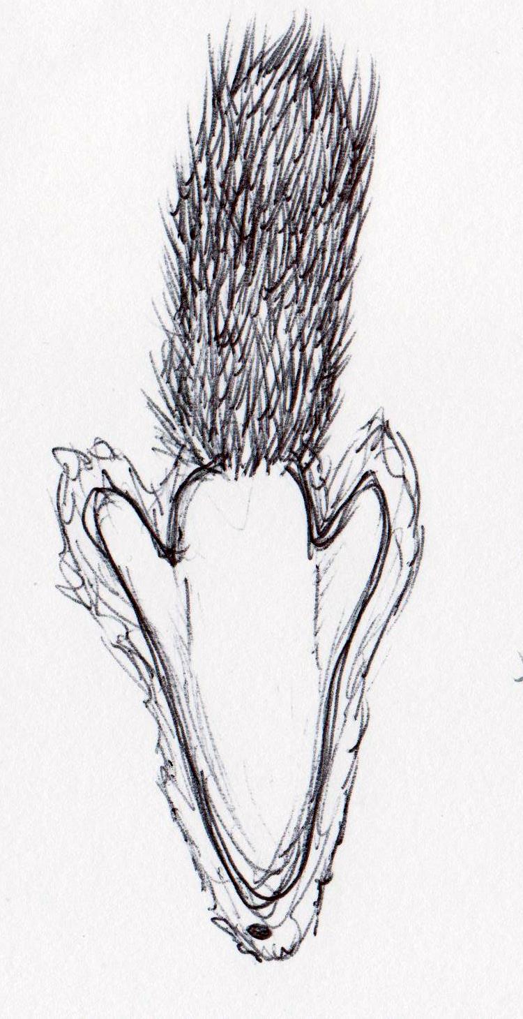 D's Sketch Blog: [ 124 ] you have correctly identified this dead squirrel