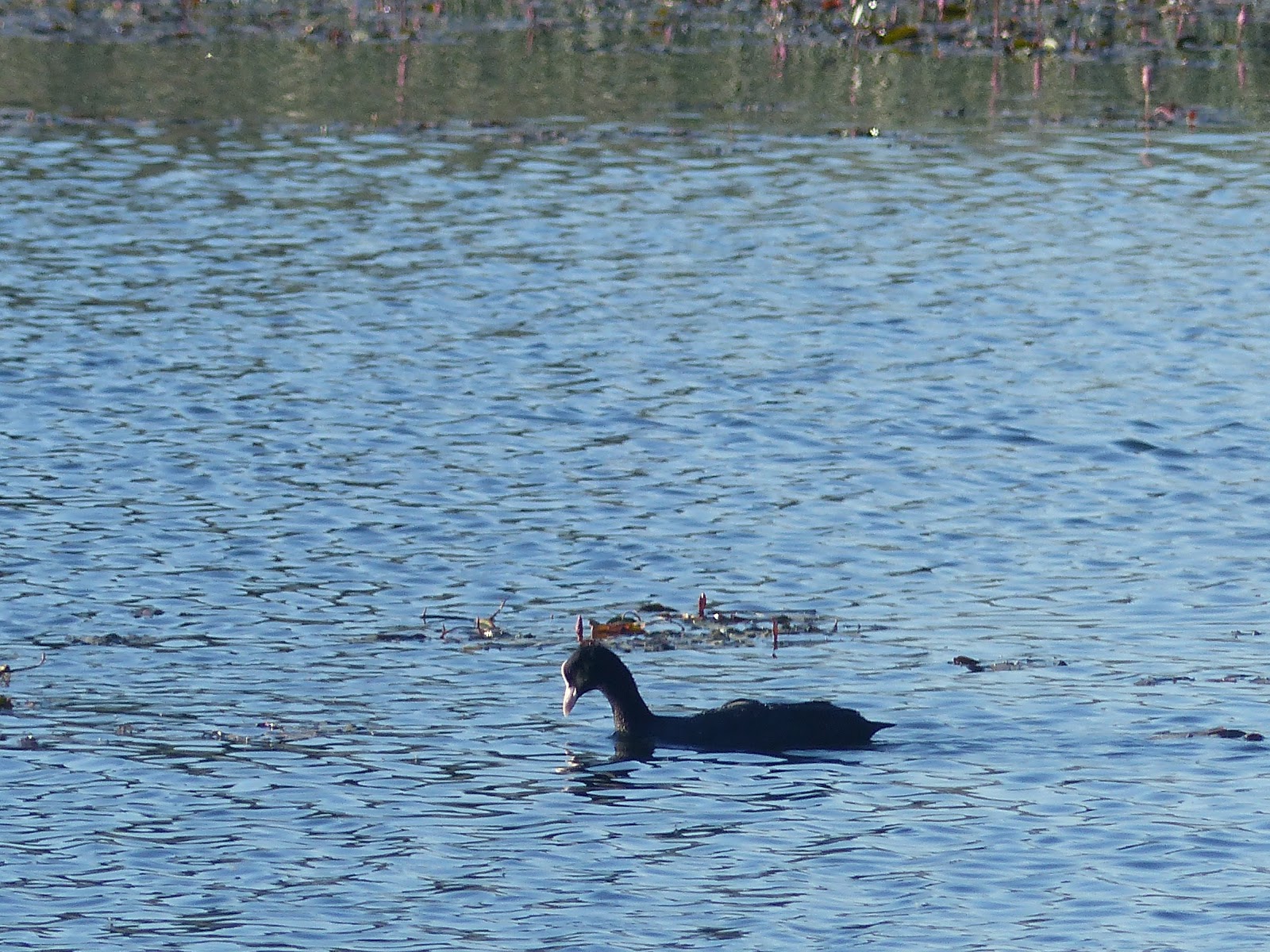 Bicheando por el monte: Pocas aves en la alberca de loreto