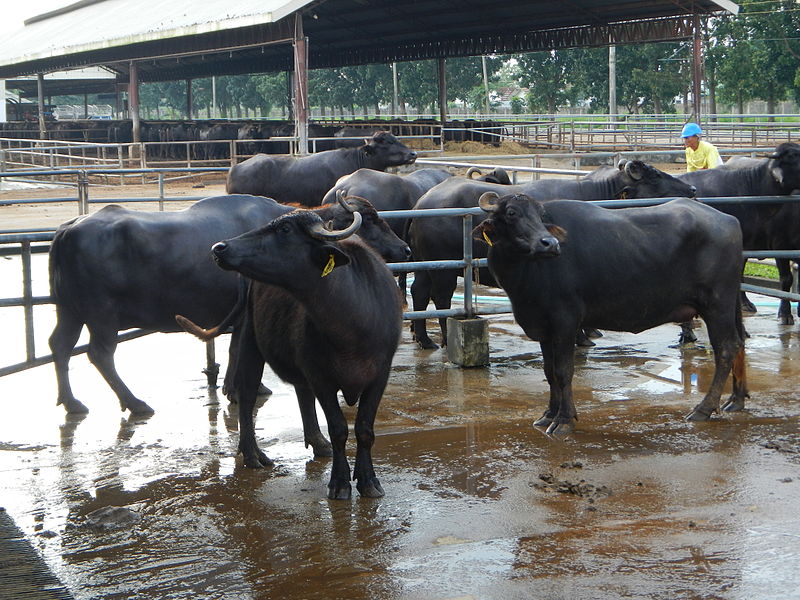 9 na Barangay sa Kabacan, Benepisyaryo ng Artificial Insemination ng ...