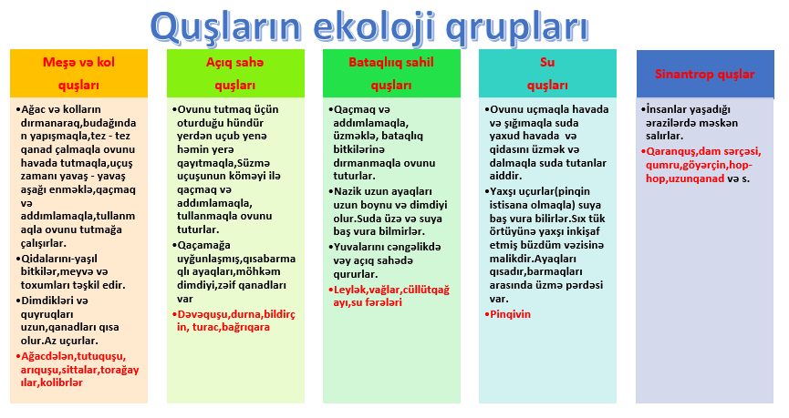 Canlılar aləmi: Quşların ekoloji qrupları