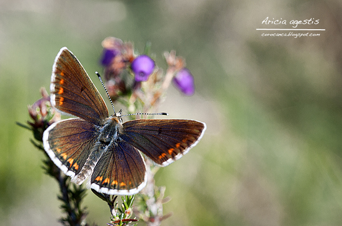 School Of Digital Photography: Composition Tips for Butterfly Photography