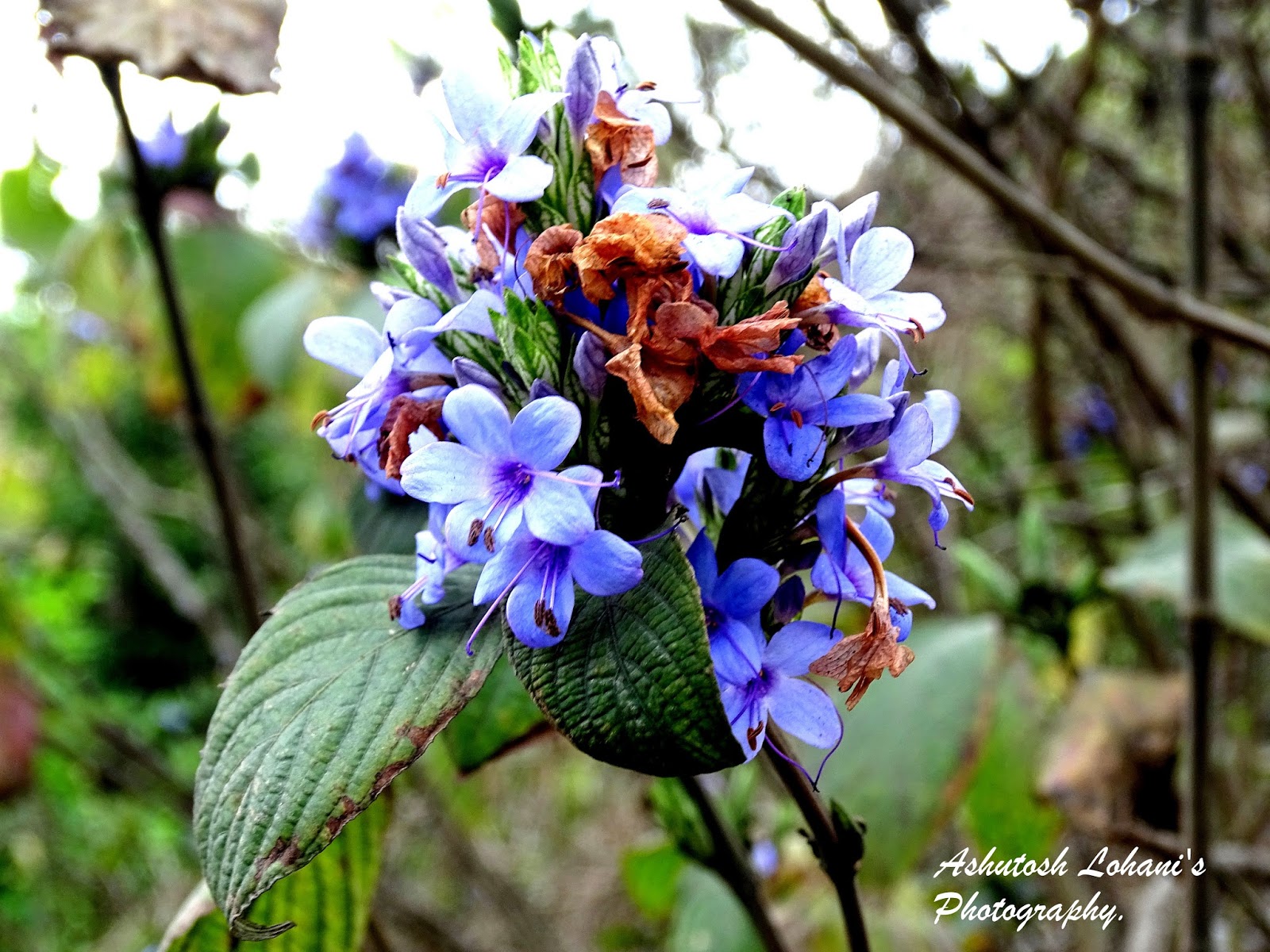 INDIAN FORESTRY: Daedlacanthus nervosus - Blue sage or Gulsham : Indian ...