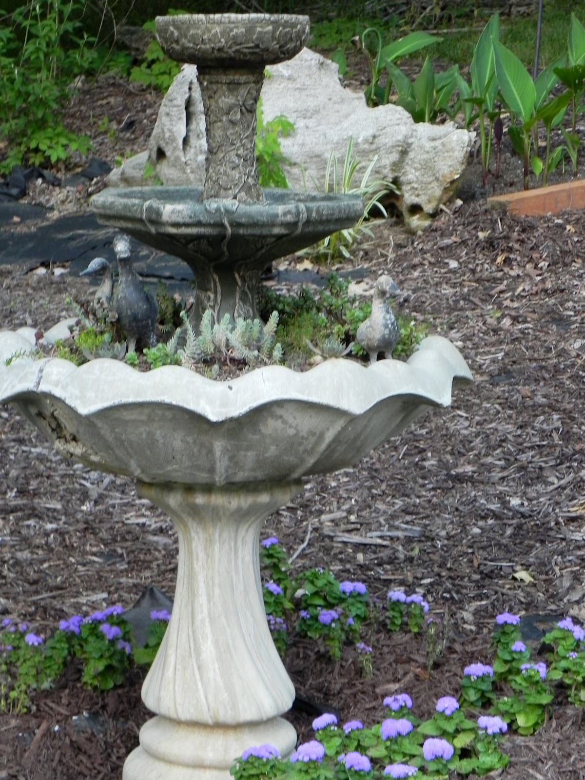 Gone Walkabout 2: Pinterest Inspired: Succulent Bird Bath Garden