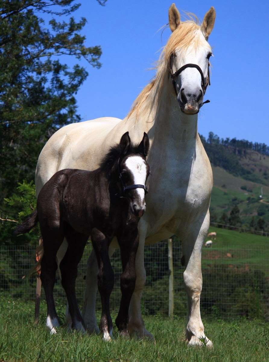 Summerwind Percheron: Baby Love ~ Jou Biscuit