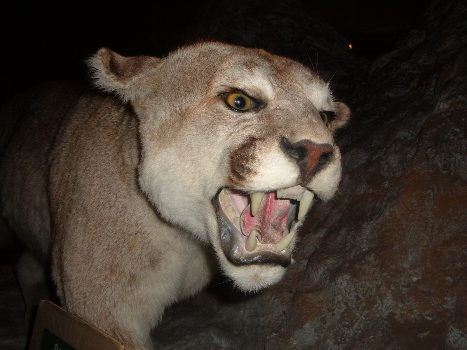 BigSurveyor: Ralph Foster Museum