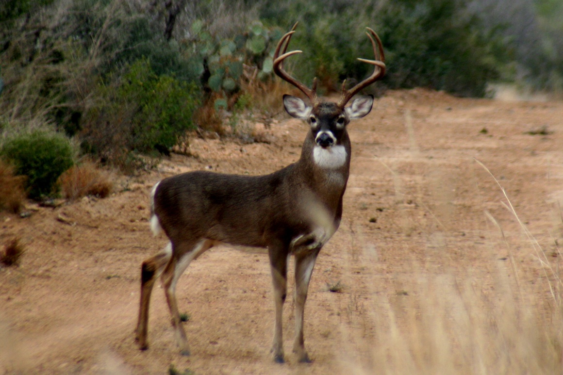 Fauna: Venado cola blanca