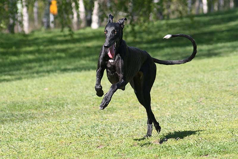 la vida del galgos: el galgo español caracteristicas físicas