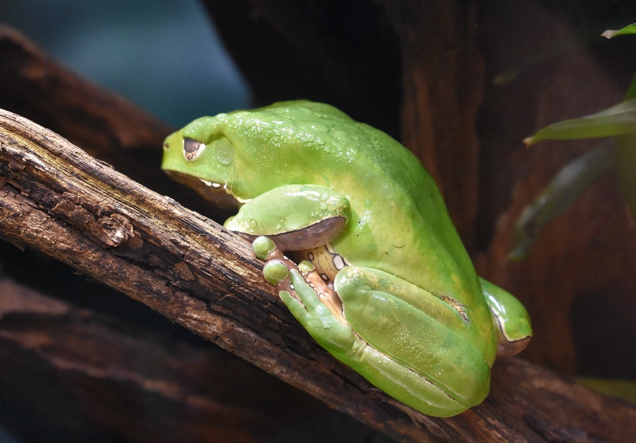 ZOOTOGRAFIANDO (6.057 ANIMALS): RANA MONO GRANDE / GIANT LEAF FROG ...