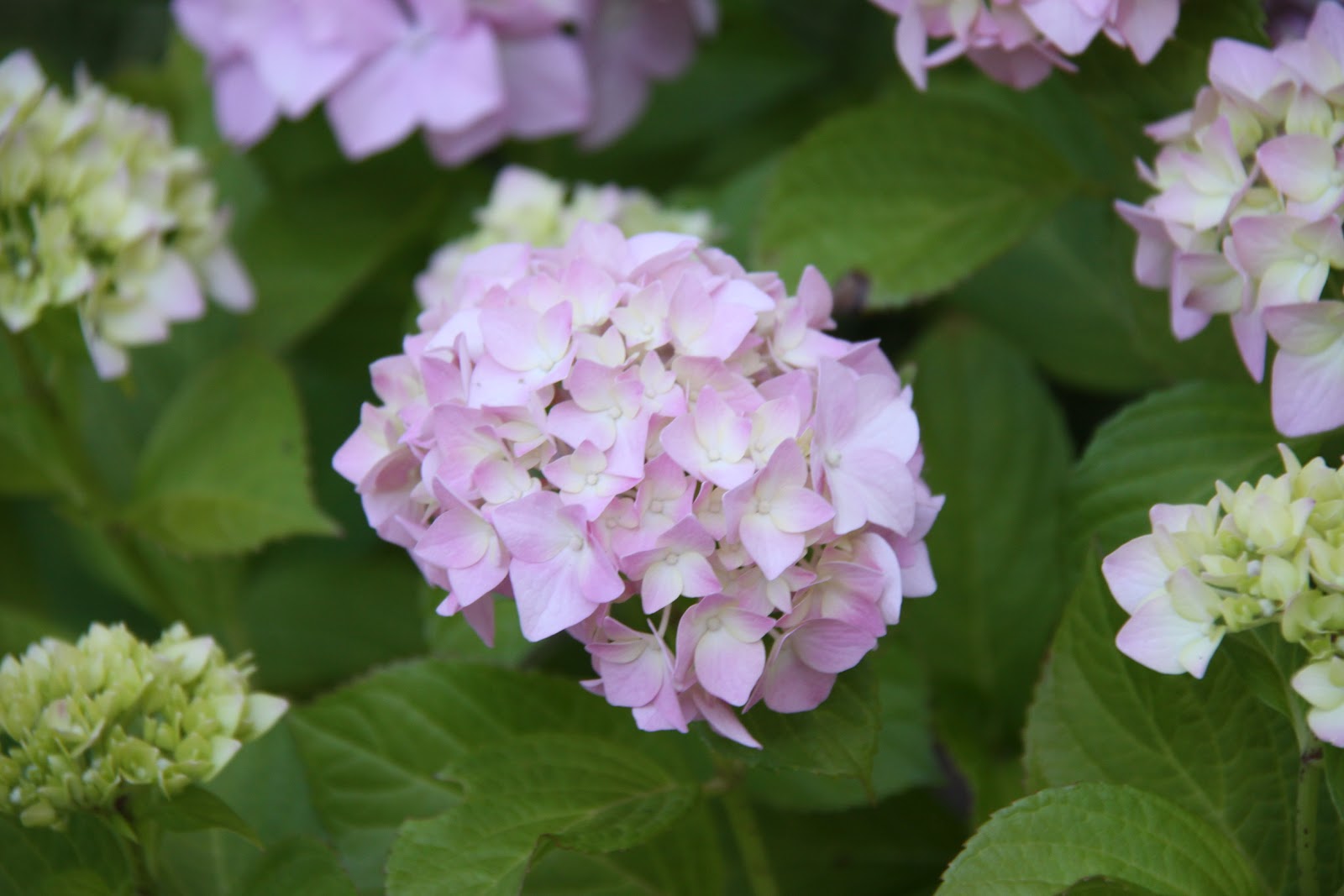 Um jardim para cuidar: A minha paixão pelas hortenses..