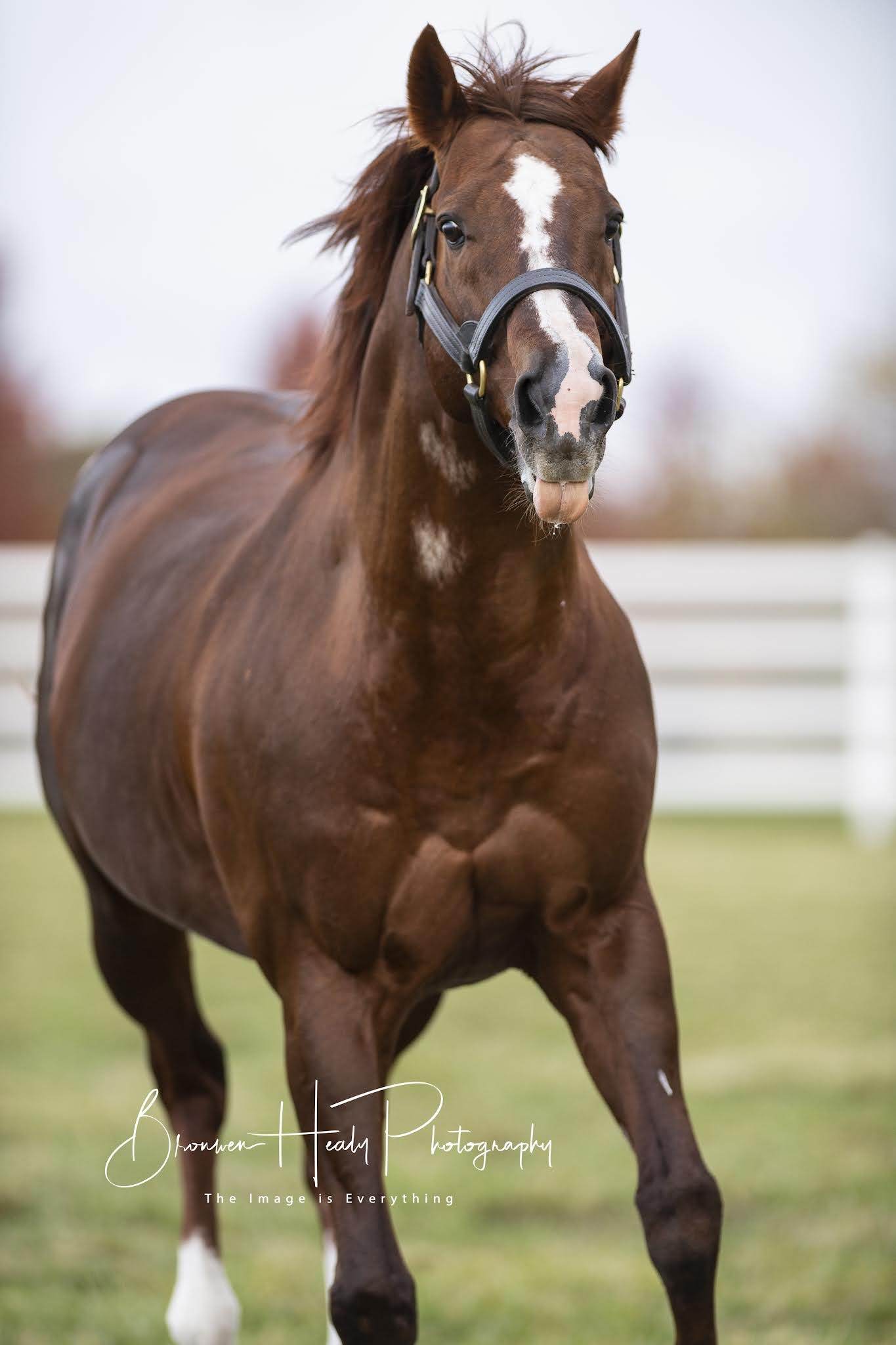 The Rise and Rise of Written Tycoon - Champion Australian Stallion for ...