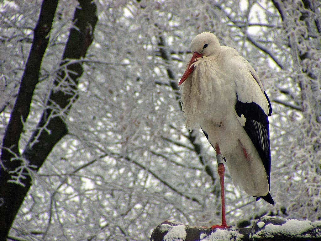 LEYLEK RESİMLERİ-Manzaralar