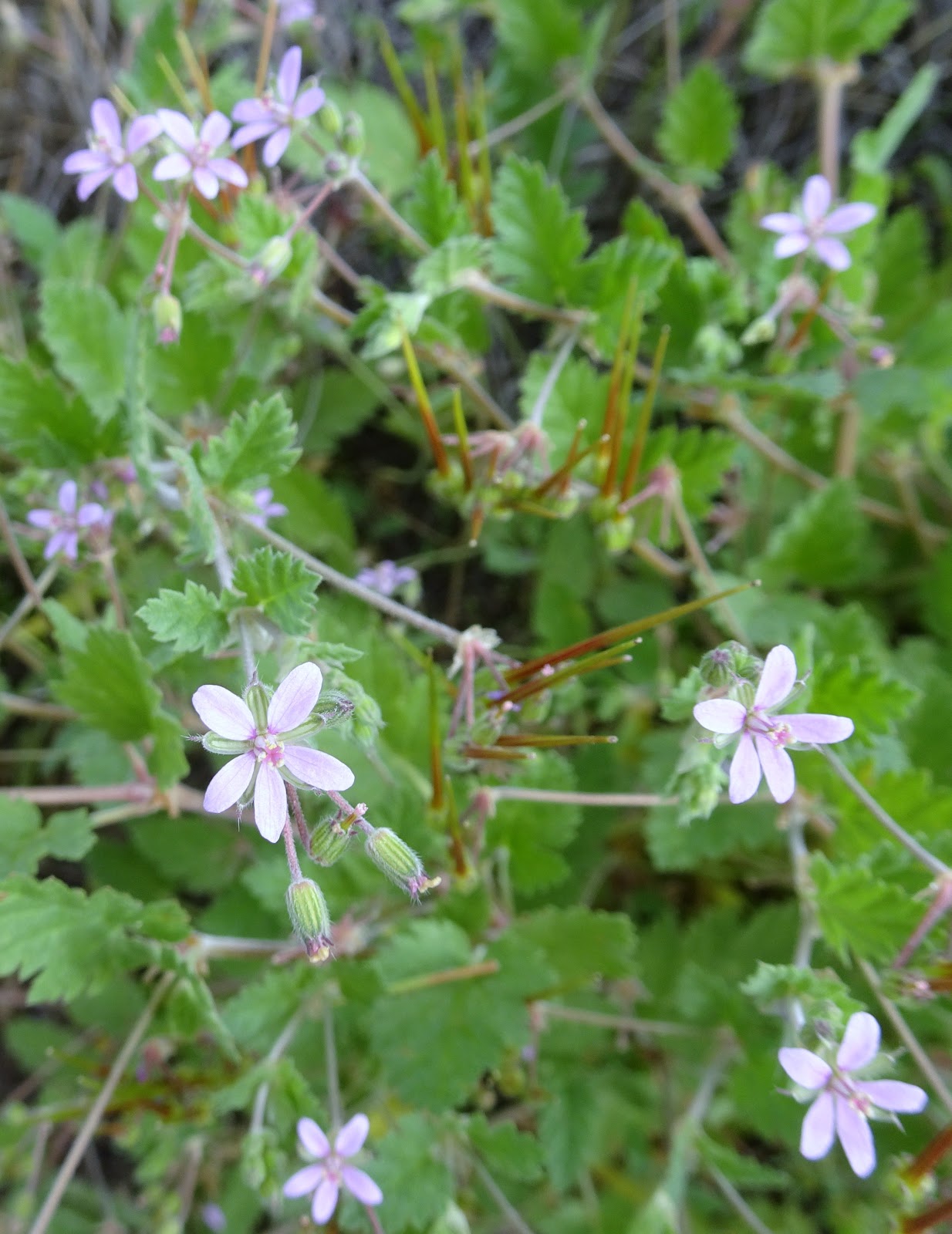 HERBARIO VIRTUAL DE BANYERES DE MARIOLA Y ALICANTE: Erodium chium ...