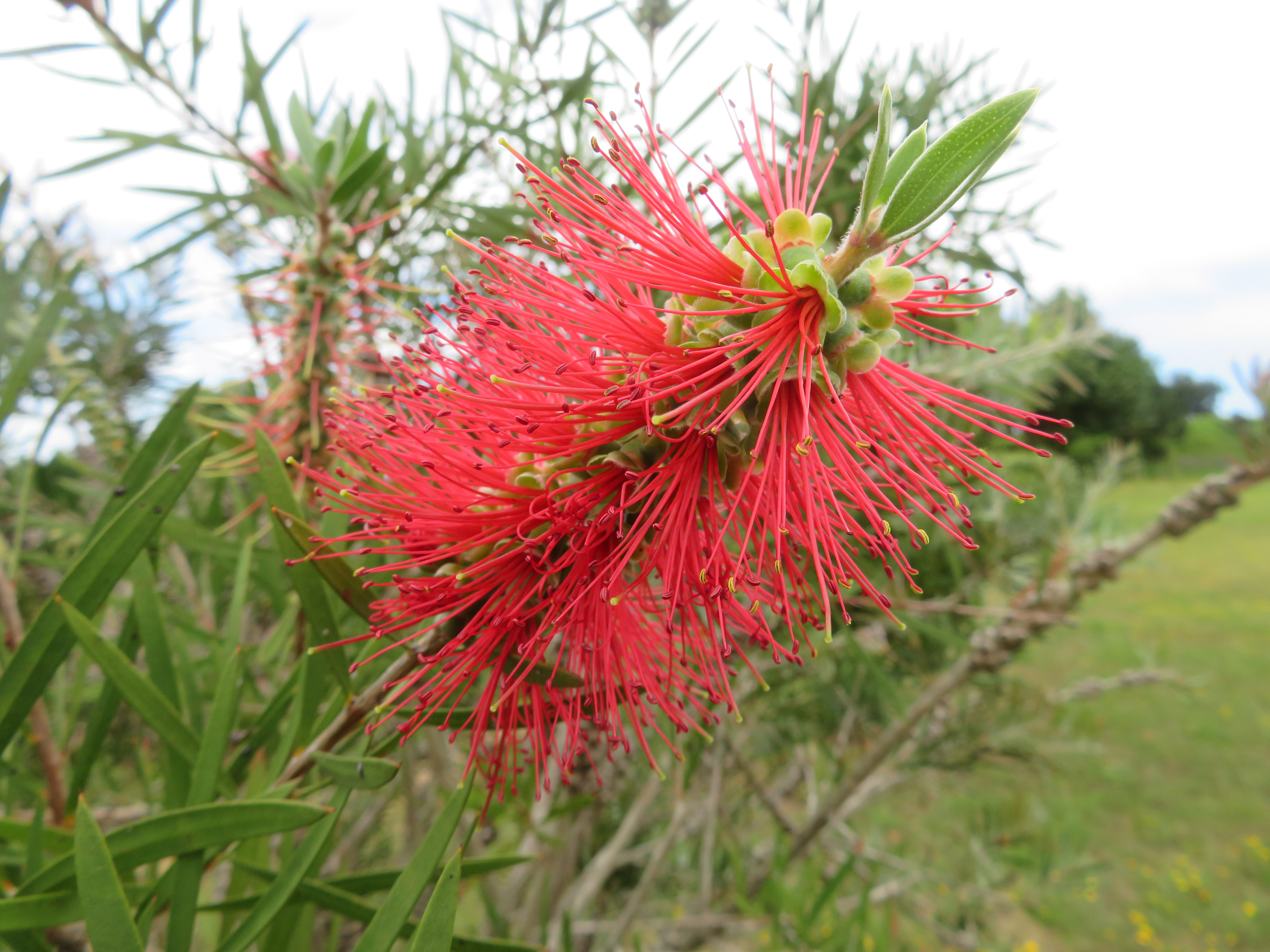 Em Defesa das Plantas dos Açores: Callistemon rigidus R. Br.