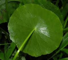 Hoja Peltada (peltata): - Botánica integra